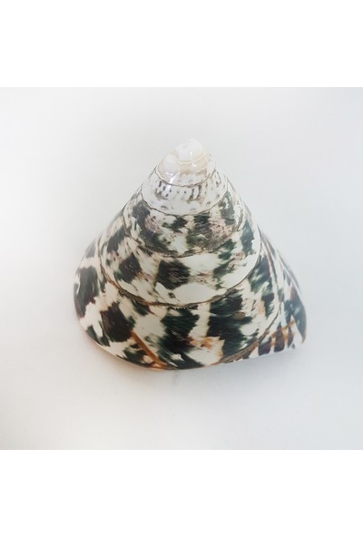 Troca Polıshed Naturel Troca Polıshed Naturel