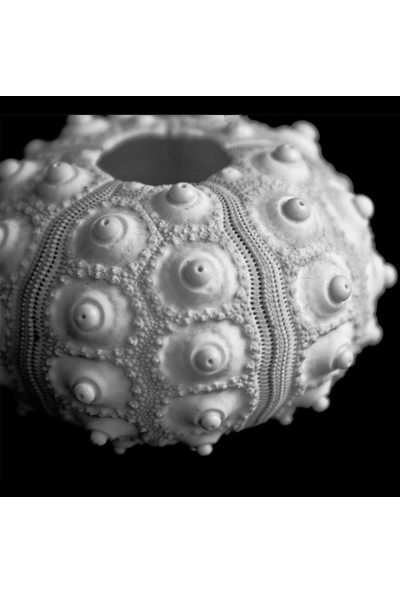 Deniz Kestanesi - Mor Deniz Kestanesi - Mor