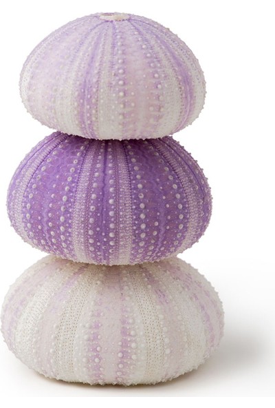 Turkuaz Hediyelik Deniz Kestanesi Vıolet