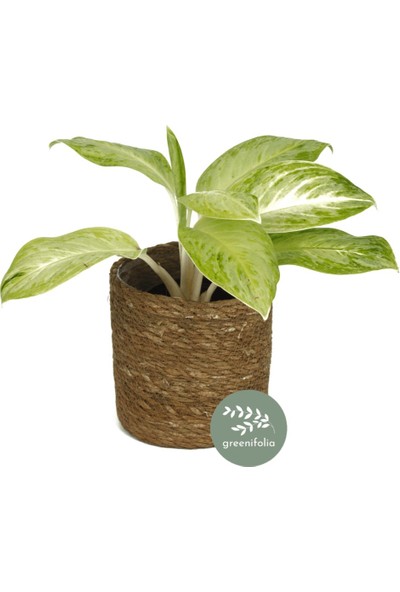 Greenifolia Aglaonema Neon