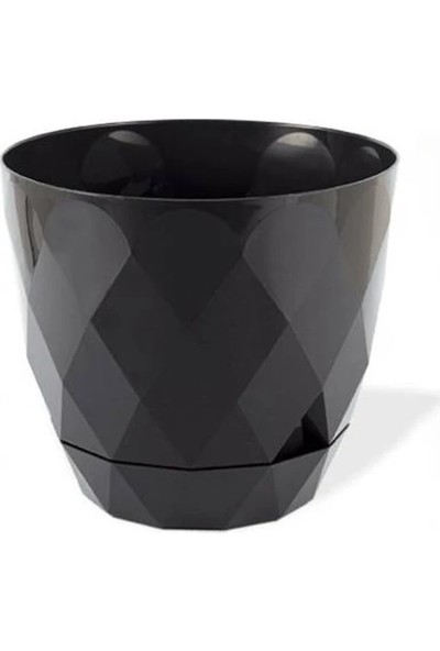 Karasu Yakamoz Renkli Saksı