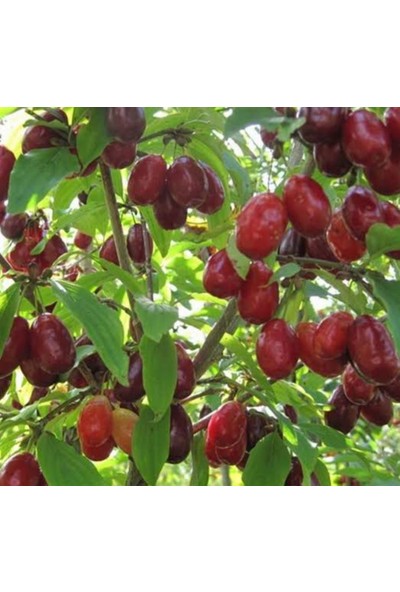 Önderler Doğal Kızılık Fidanı