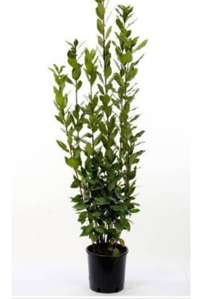 Önderler Defne Fidanı