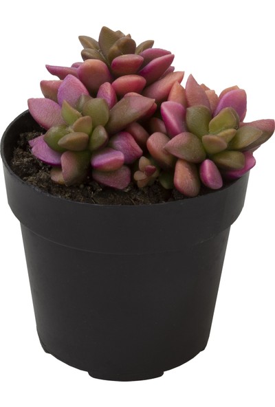 Levant Anacampseros Telephiastrum Variegata Sunrise Sukulent Levant Anacampseros Telephiastrum Variegata Sunrise Sukulent