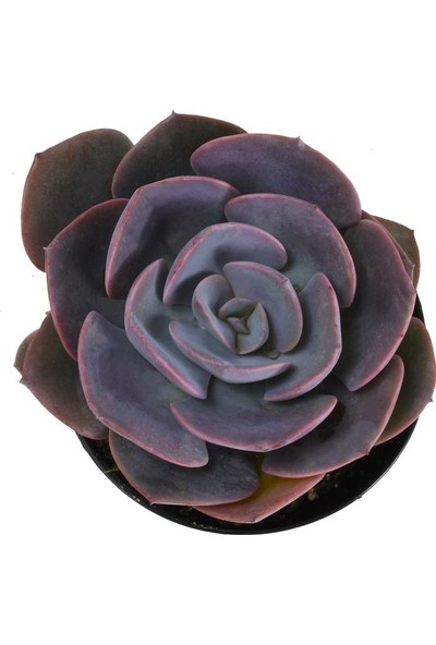 Levant Echeveria Dusty Rose Sukulent Levant Echeveria Dusty Rose Sukulent