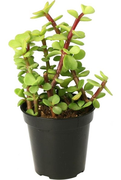 Levant Portulacaria Afra Elephant Bush Sukulent Levant Portulacaria Afra Elephant Bush Sukulent