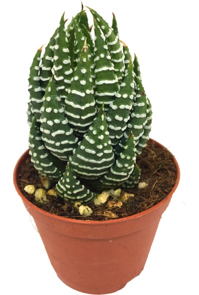 Levant Haworthia Discata Nadir Tür