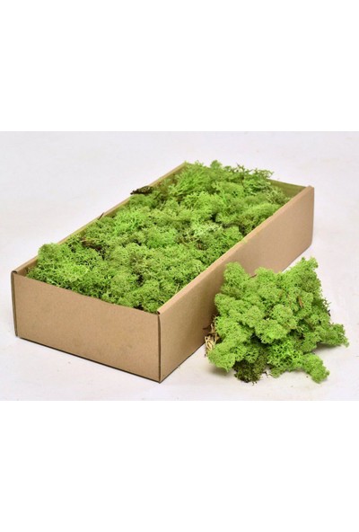 minikbahçem Minikbahcem Yeşil Şoklanmış Izlanda Reindermoss Teraryum Yosunu Sphangum 30 gr