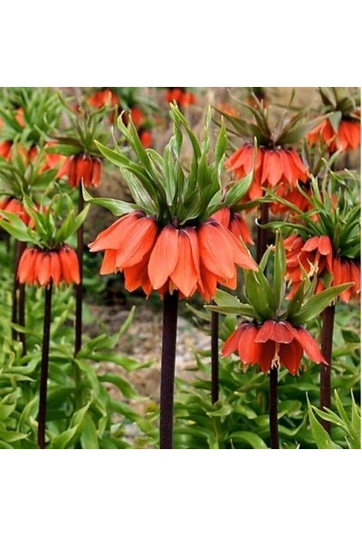 Vipfoni Kırmızı Ters Lale Soğanı -