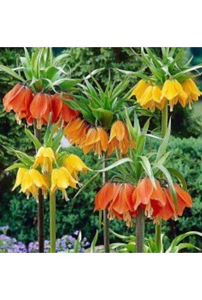 Vipfoni Karışık Renk Ters Lale Soğanı 5Adet