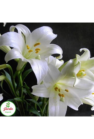 Oxe Garden Beyaz Lilium Zambak Soğanı Al 5'li Doğal Lilyum Ev Bahçe İçin İdeal Oxe Garden Beyaz Lilium Zambak Soğanı Al 5'li Doğal Lilyum Ev Bahçe İçin İdeal