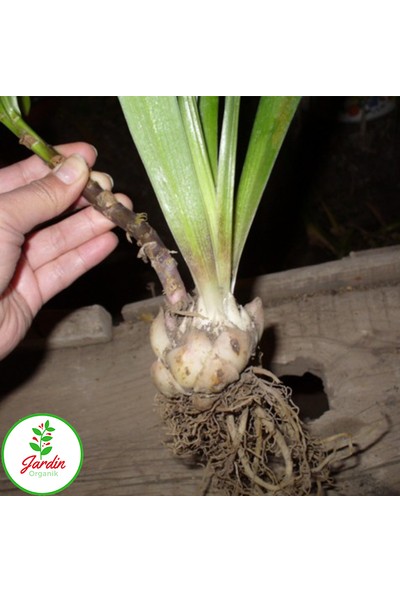 Oxe Garden Lilyum Zambak Soğanı Al 3 Adet Doğal Lılıum Karışık Renklerde Ev Bahçe İçin İdeal Oxe Garden Lilyum Zambak Soğanı Al 3 Adet Doğal Lılıum Karışık Renklerde Ev Bahçe İçin İdeal