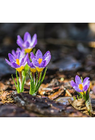 Oxe Garden Safran Çiçeği Soğanı 5'li Doğal Mis Kokulu Ev Bahçe İçin İdeal Oxe Garden Safran Çiçeği Soğanı 5'li Doğal Mis Kokulu Ev Bahçe İçin İdeal