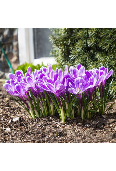 Oxe Garden Safran Çiçeği Soğanı 3 Adet Doğal Mis Kokulu Ev Bahçe İçin İdeal