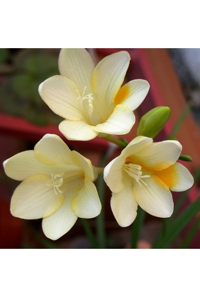 Oxe Garden Frezya Çiçeği Soğanı 10'lu Doğal Karışık Renklerde Çiçek Soğanı Ev Bahçe İçin İdeal Mis Kokulu Oxe Garden Frezya Çiçeği Soğanı 10'lu Doğal Karışık Renklerde Çiçek Soğanı Ev Bahçe İçin İdeal Mis Kokulu