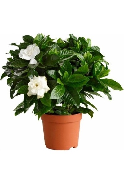 Bahçe Çiçek Süs Bitkileri Ithal Gardenya