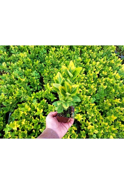 Tunç Botanik Gold Taflan 45 Adet - Sarı Çit Bitkisi Tunç Botanik Gold Taflan 45 Adet - Sarı Çit Bitkisi