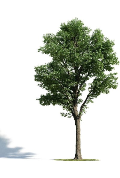 Tunç Botanik Ihlamur Ağacı 1.5-2 Metre Boyunda