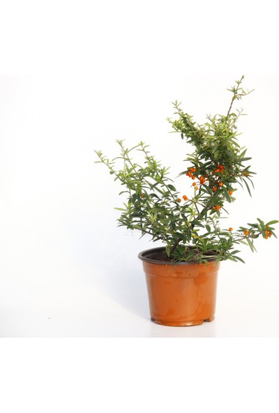 Tunç Botanik Ateş Dikeni Fidanı 10 Adet