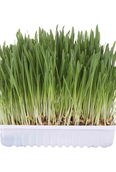 Cm Pet Cmpet Doğal Kedi Çimi 100 gr