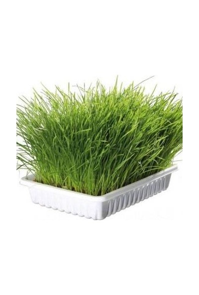 Cm Pet Cmpet Yerli Irklar Için (Buğday ve Yulaf Ağırlıklı) Doğal Kedi Çimi 100 gr Cm Pet Cmpet Yerli Irklar Için (Buğday ve Yulaf Ağırlıklı) Doğal Kedi Çimi 100 gr
