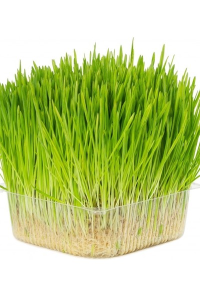 Cm Pet Cmpet Kısırlaştırılmış Kediler Için Doğal Kedi Çimi 100 gr