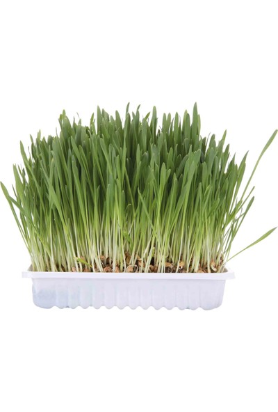 Cm Pet Cmpet Doğal Kedi Çimi 100 gr + Toprak