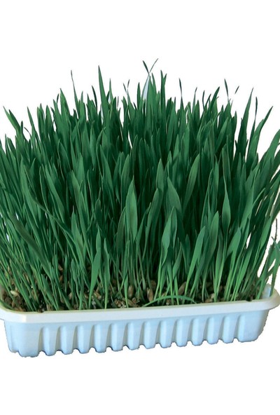 Cm Pet Cmpet Doğal Kedi Çimi Ekonomik Paket (4 x 100 Gr)