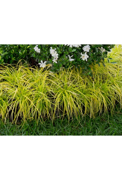 Plantistanbul Carex Elata Aurea Sarı Kareks Bitkisi