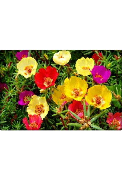 Arzuman Ipek Çiçeği Şellaki 100 Adet Karışık Renk