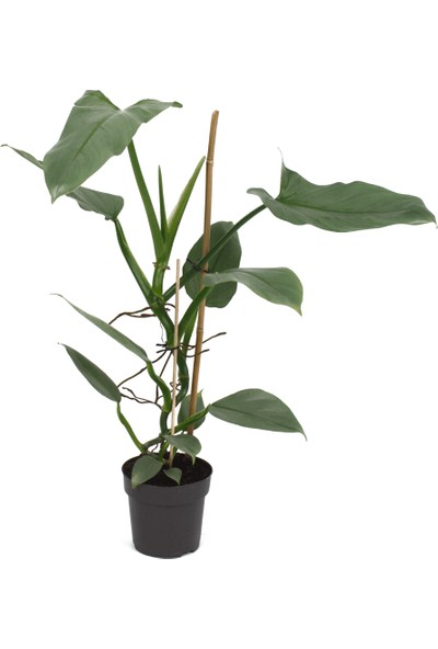 Greenifolia Philodendron Hastatum Silver Sword