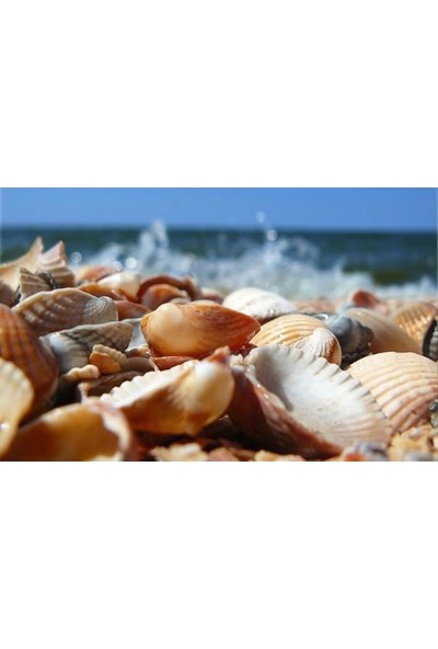 YYB Dekoratif Karışık Deniz Kabukları Yaklaşık 30'lu