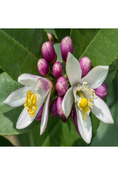Akcaalan Yediveren Limon Fidanı Akcaalan Yediveren Limon Fidanı