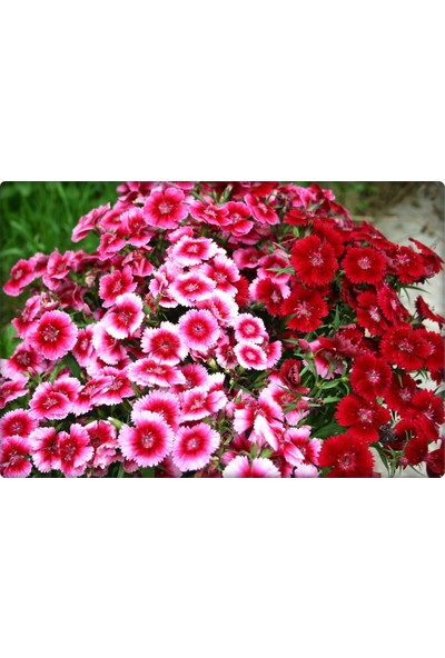 Arzuman Hüsnüyusuf Çiçeği Tohumu (100 Adet)