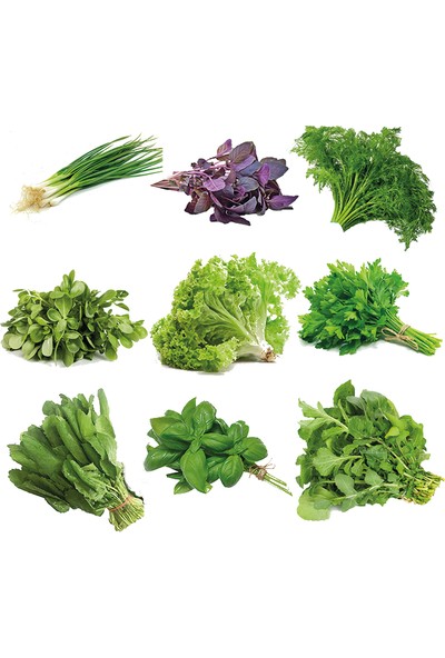 Oxe Garden Süper Karışık Yeşillik 9 Çeşit 2000 + Adet Doğal Tohum Saksı Balkon Bahçe Terasa Uygun