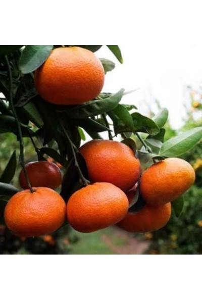 Önderler Mandalina Fidanı