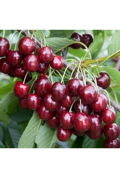 Önderler Ziraat 900 Kiraz Fidanı Tüplü