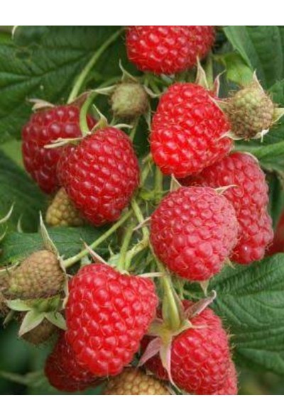 Önderler Açık Köklü Ahududu Fidanı