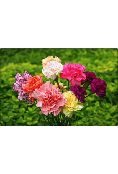 Arzuman Karanfil Çiçeği Tohumu 100'lü Arzuman Karanfil Çiçeği Tohumu 100'lü