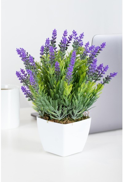 Boothas Lavanta Çiçek Tohumu 15 Adet + Saksı + Torf Boothas Lavanta Çiçek Tohumu 15 Adet + Saksı + Torf