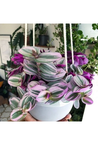 Boothas Telgraf Çiçeği Tohumu 15 Adet + Saksı +Tohum Boothas Telgraf Çiçeği Tohumu 15 Adet + Saksı +Tohum