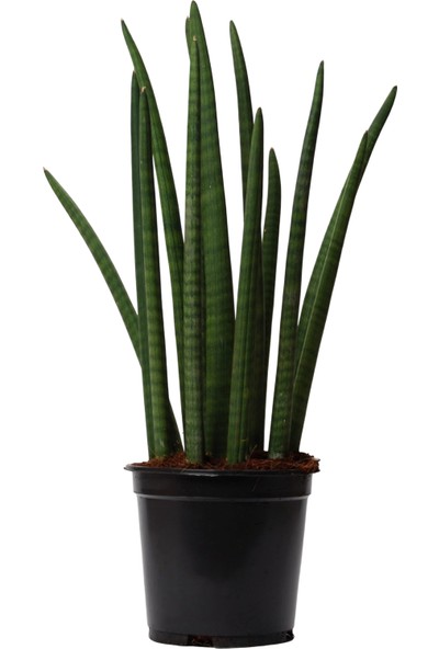 Boothas Sansevieria Paşa Kılıcı 15 Adet + Saksı + Torf Boothas Sansevieria Paşa Kılıcı 15 Adet + Saksı + Torf