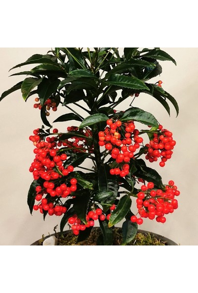 Boothas Ardisia Crenata Çiçeği 15 Adet + Saksı +Torf Boothas Ardisia Crenata Çiçeği 15 Adet + Saksı +Torf