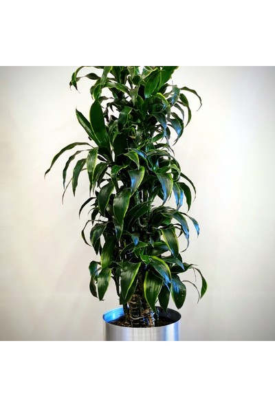 Boothas Dracena Dorada Çiçeği Tohumu 15 Adet + Saksı + Torf Boothas Dracena Dorada Çiçeği Tohumu 15 Adet + Saksı + Torf