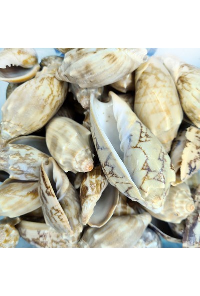 Gerçek Deniz Kabuğu 1000 gr Paket Voluta Vespertıllo Gerçek Deniz Kabuğu 1000 gr Paket Voluta Vespertıllo