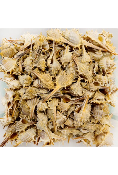 Gerçek Deniz Kabuğu 1000 gr Paket Terrırımıs Small Gerçek Deniz Kabuğu 1000 gr Paket Terrırımıs Small