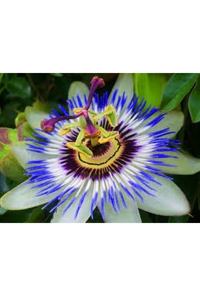 Murat Tohumculuk Murat Tohum Eko Paket Passiflora Çiçeği Tohumu Çarkıfelek Çiçeği Tohumu 10 Tohum