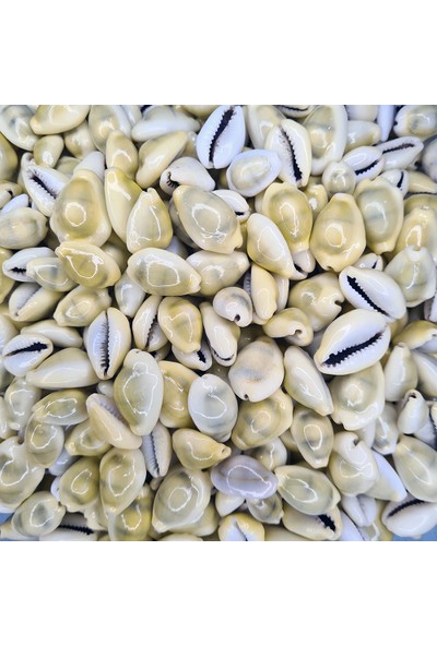 Gerçek Deniz Kabuğu 1000 gr Paket Cyprea Moneta Gerçek Deniz Kabuğu 1000 gr Paket Cyprea Moneta