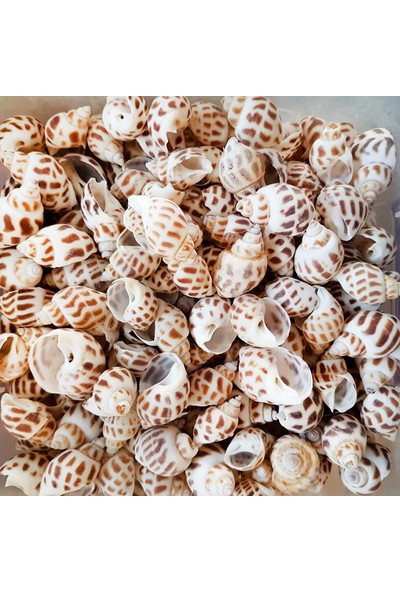 Gerçek Deniz Kabuğu 1000 gr Paket Babylonıa Areolata