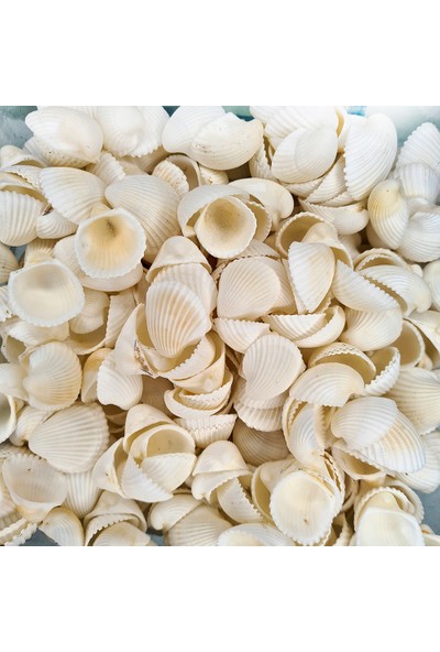 Gerçek Deniz Kabuğu 1000 gr Paket Clam Rose Cochles -Orta Gerçek Deniz Kabuğu 1000 gr Paket Clam Rose Cochles -Orta